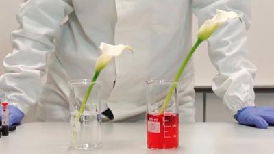 Como circula a seiva bruta nas plantas?