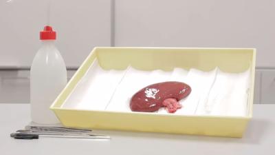 Anatomia e morfologia do rim